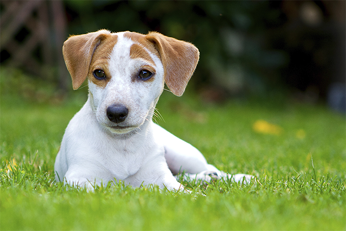 Tu mascota dog