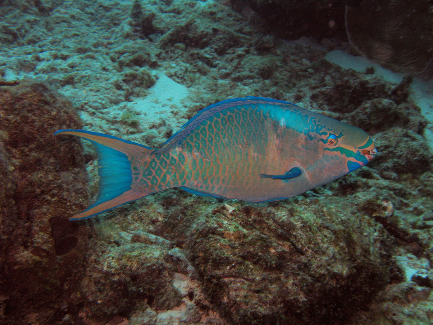 Rambling Jill: Queen Parrotfish
