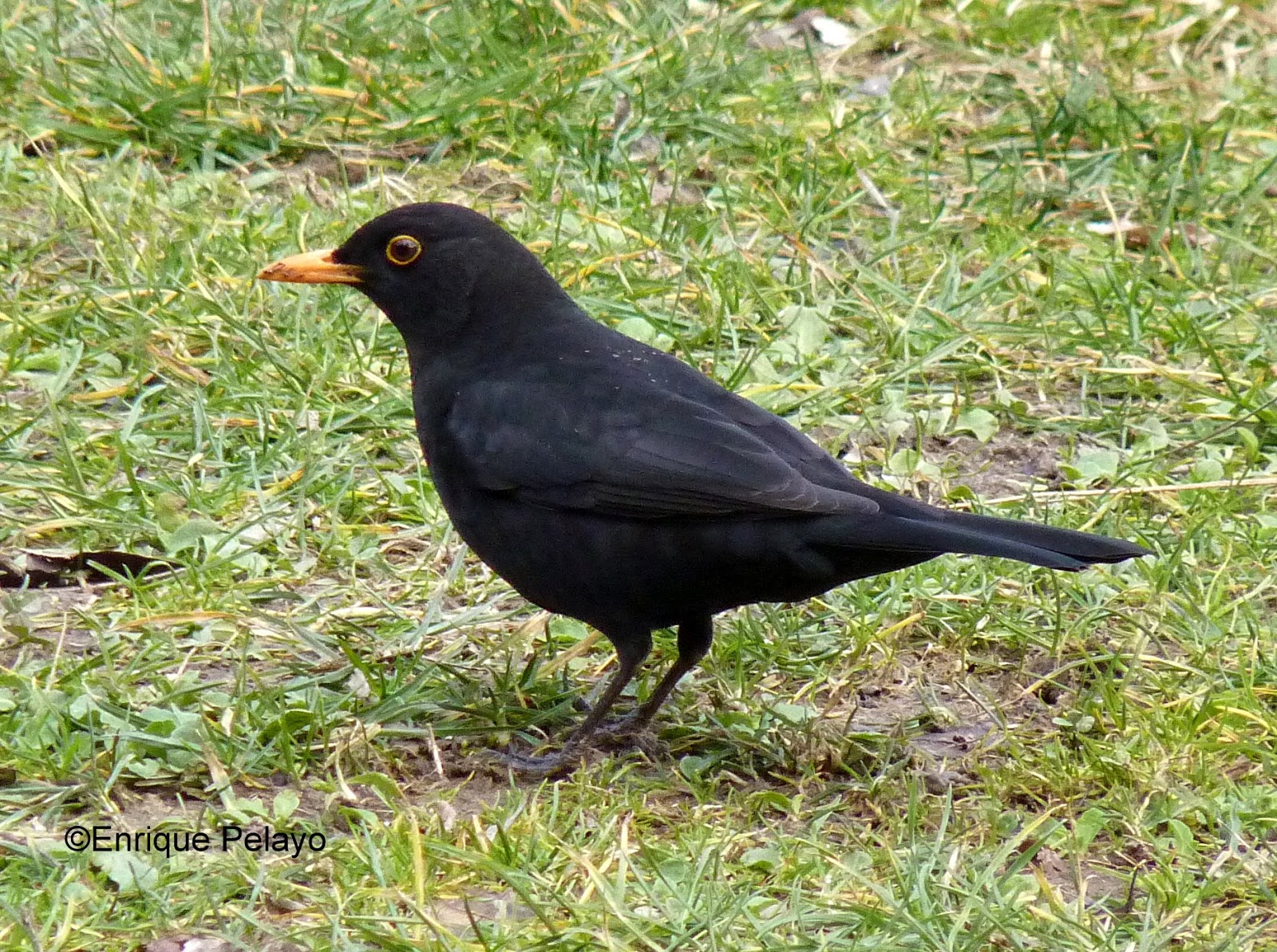 Pajareando en Zaragoza: ¿El mirlo común en expansión? / Common ...