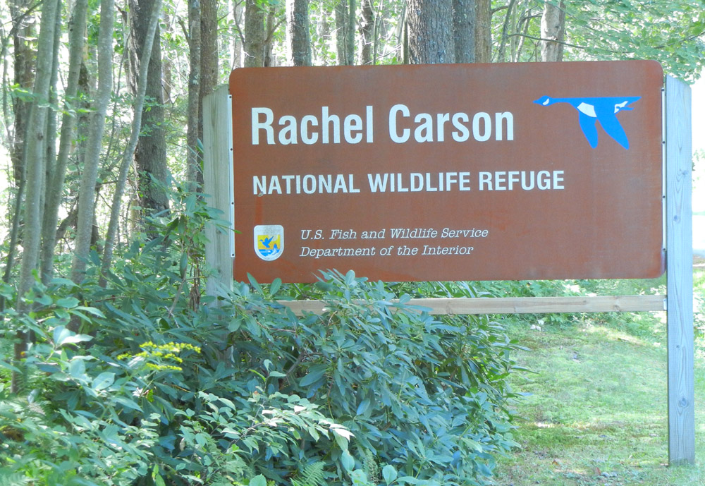 Ronna's Blog: Rachel Carson Wildlife Refuge
