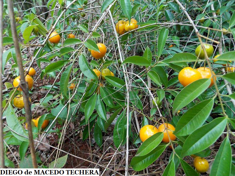 Viveiro Ciprest - Plantas Nativas e Exóticas: Ubaia Amarela ( Eugenia ...