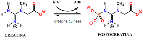 O que é a suplementação com creatina? - Saber Atualizado