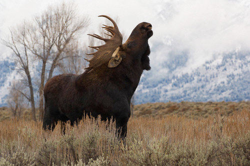 moose+howl.jpg (500×332) | Moose pictures, Moose hunting, Animals wild