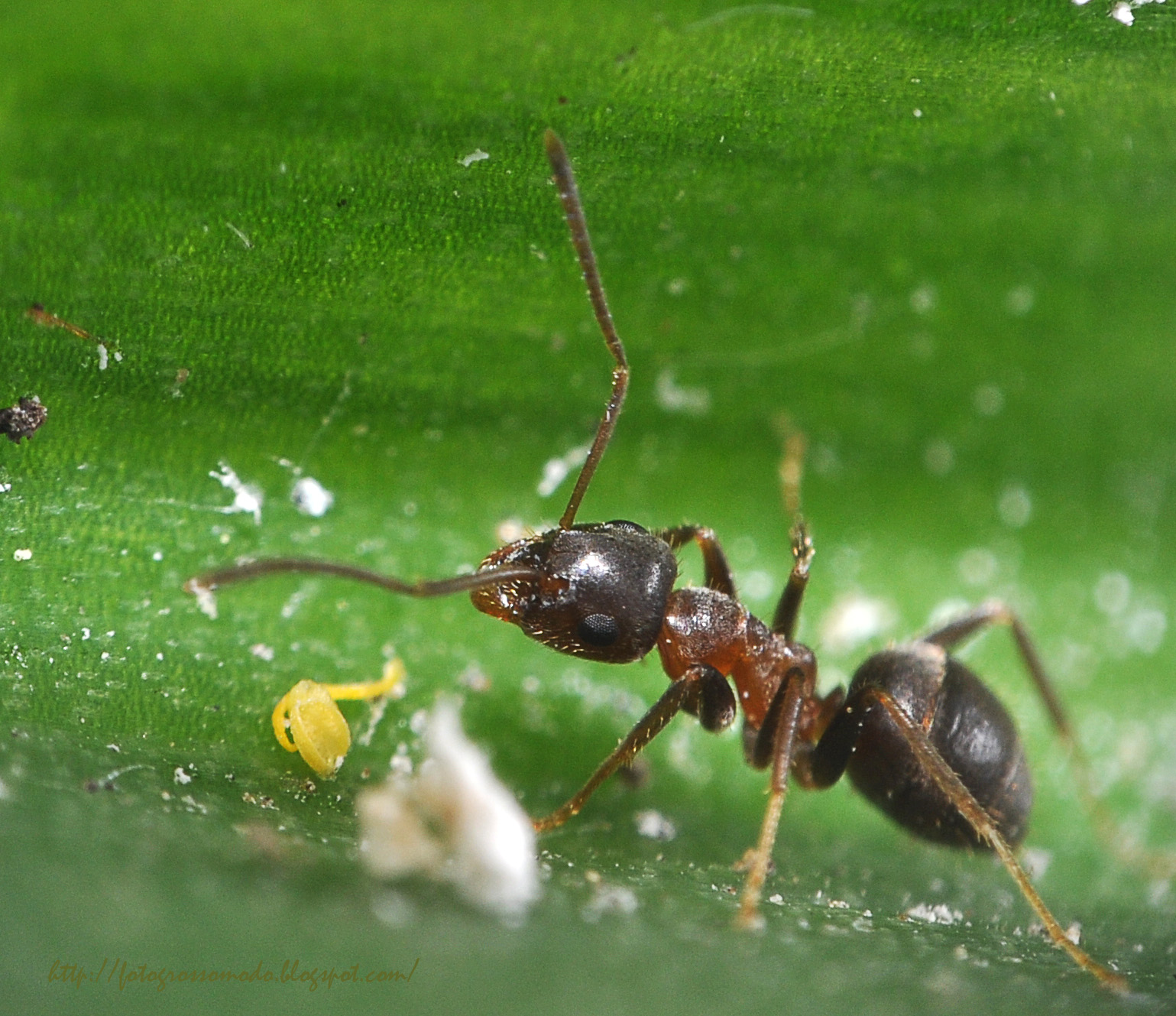 In linii mari: Reverse lens
