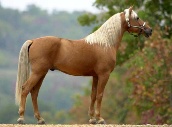 CENTRO ECUESTRE TORDESILLAS: Las Capas y Marcas de los Caballos.