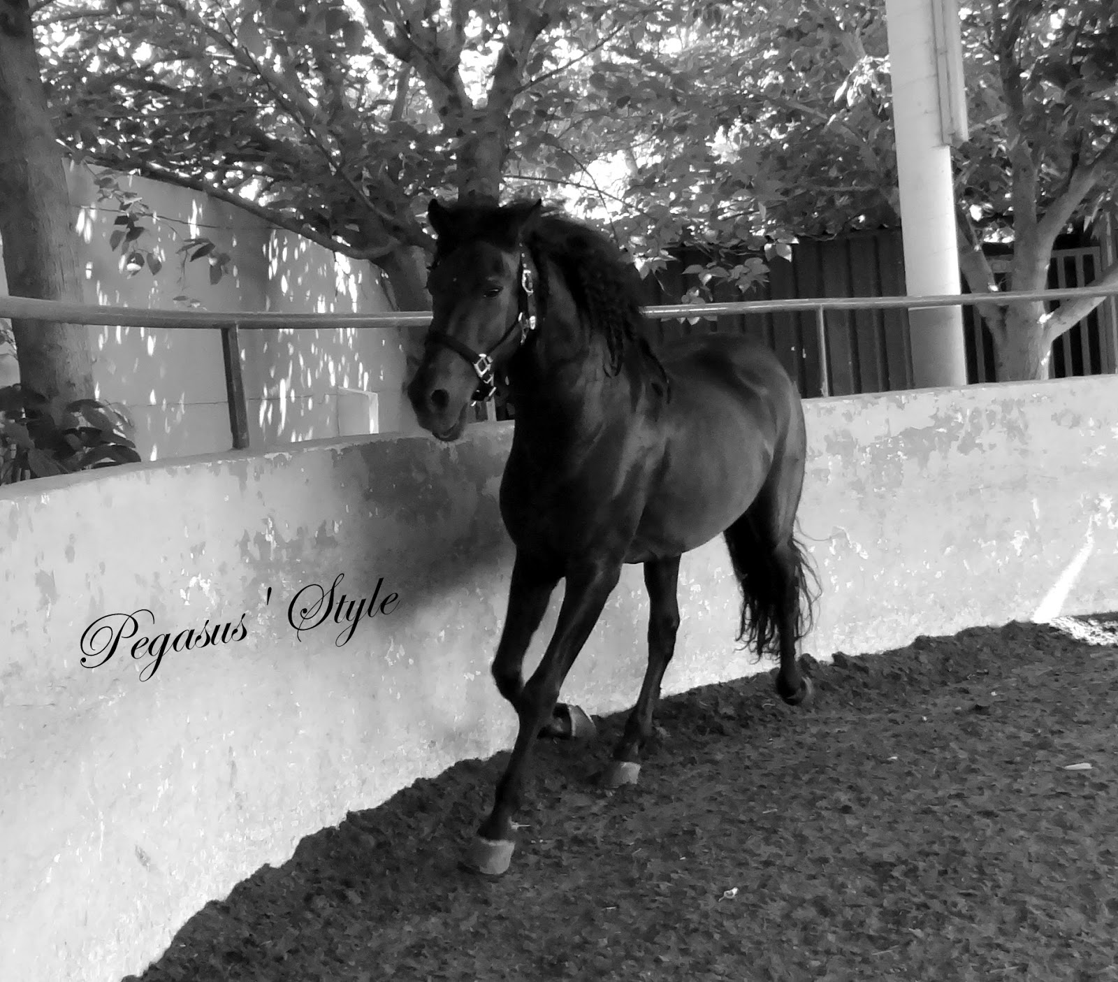 Bairon, el luchador | Pegasus' Style