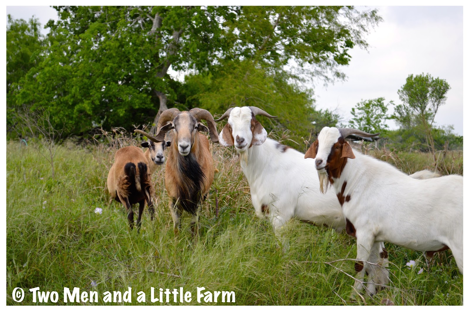 Two Men and a Little Farm: THE GOATS ARE BACK