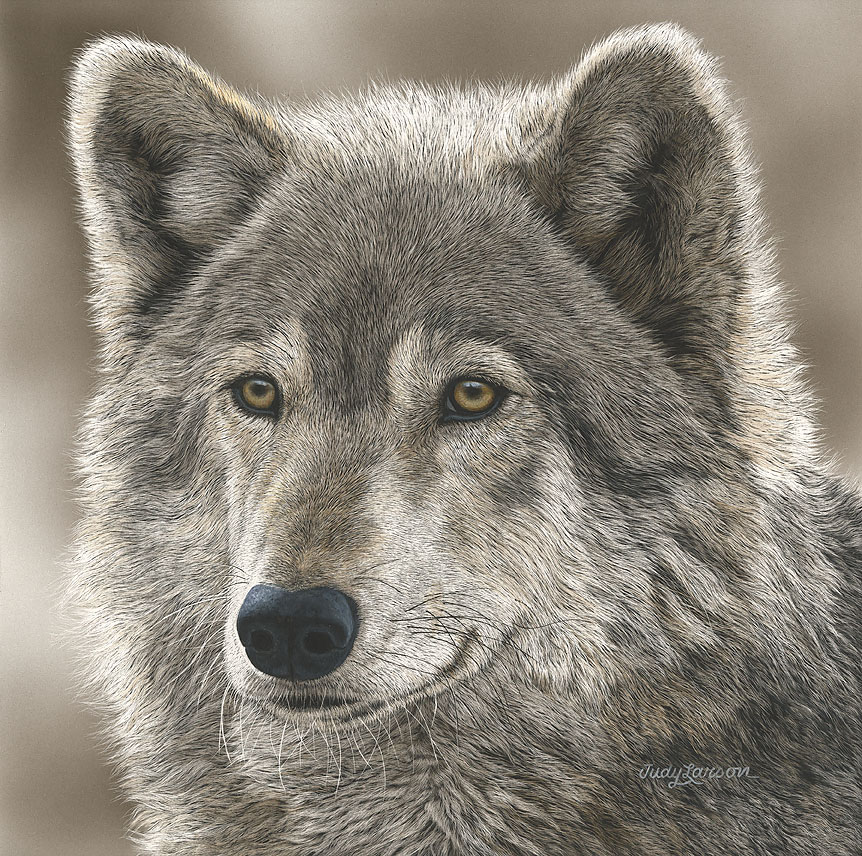 White Wolf : Judy Larson - Talented American Wildlife Artist