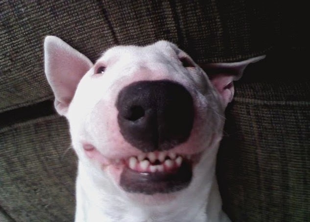 10 consejos que tu Bull Terrier te daría