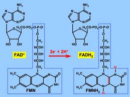 profecarmenbiología: NAD Y FAD