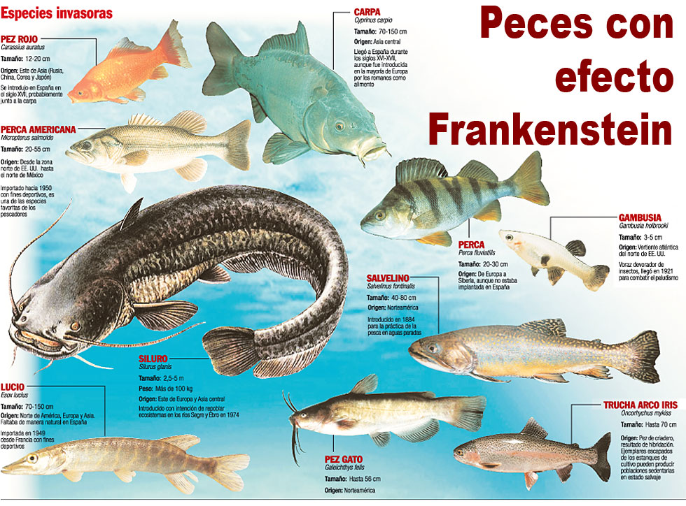 Siluros en el agua del Jordán