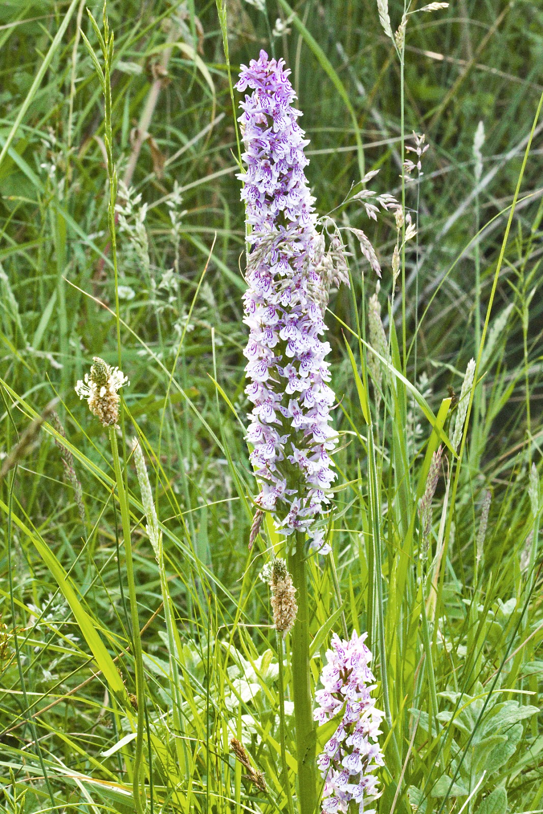 PETER'S PORTFOLIO..............Bird & Wildlife Photography: Common ...