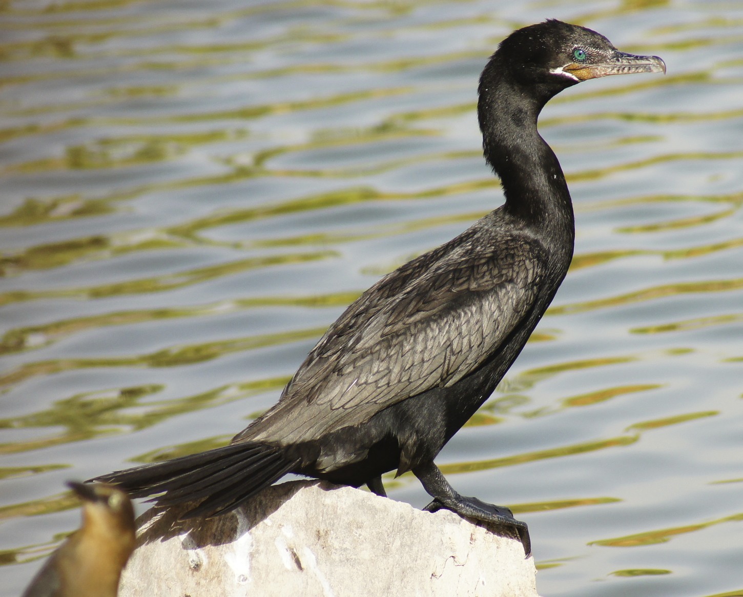 Butler's Birds: Neotropic Cormorant