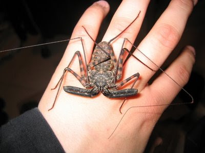 LABORATORIO de CONOCIMIENTO: ARACNIDOS INTERESANTES DE ARGENTINA ...