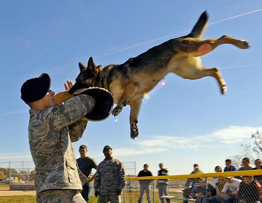 Police Dog Fitted with Titanium Cainines : pics