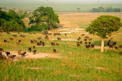 Sancara - Blog sull'Africa: Parco Nazionale di Garamba