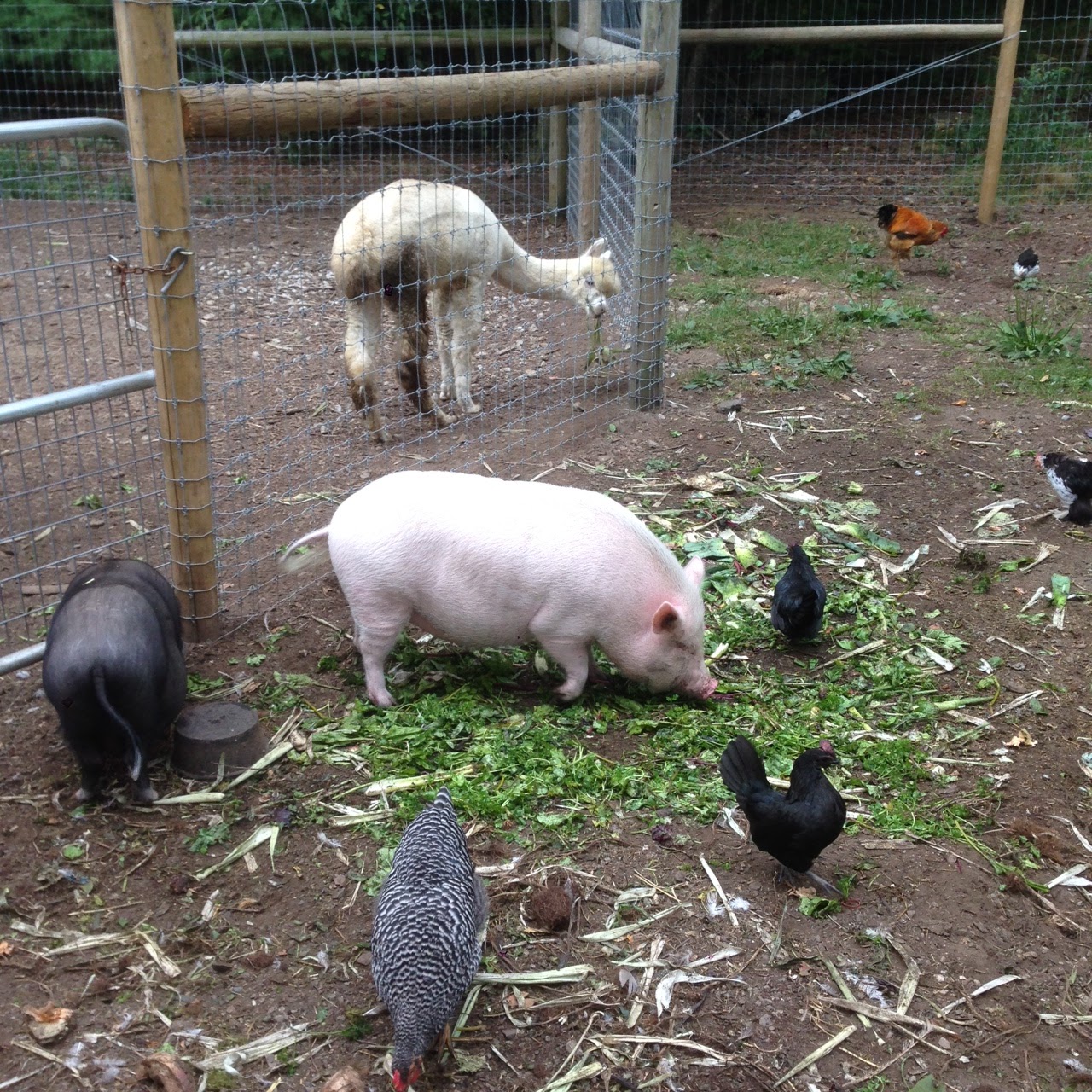 Dispatch from the Digital Health Frontier: Unity Farm Journal - Second ...