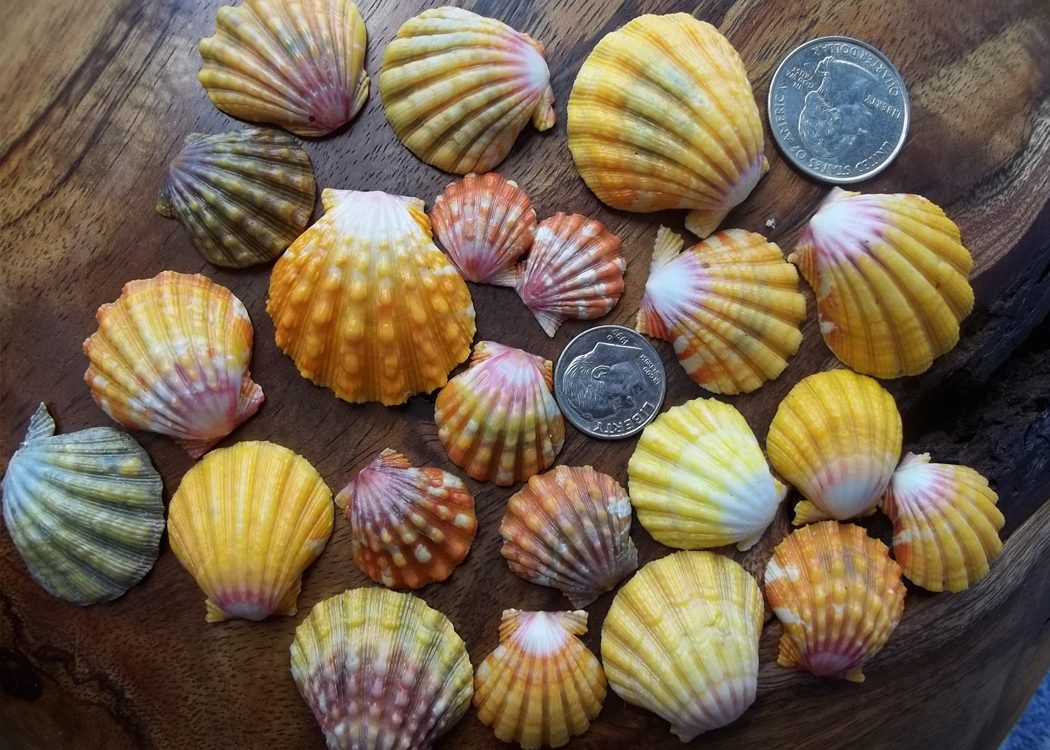 Sunrise Over Kauai: New Group of Sunrise Shells