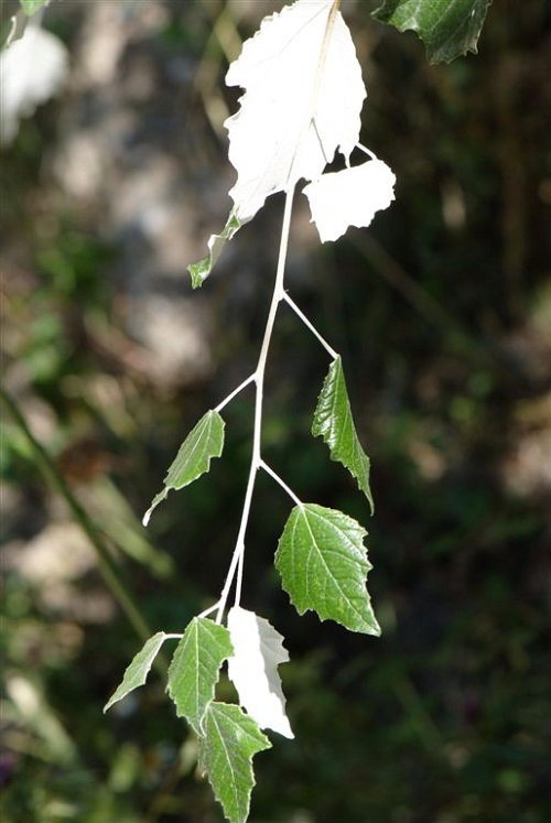 BIODIVERSIDAD COSTA GRANADINA Y...: Álamo blanco, chopo blanco (Populus ...