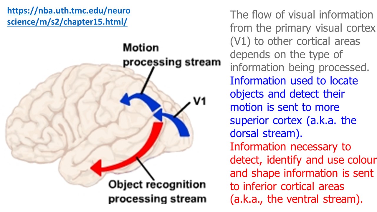 ektalks: Why Do Humans Have two Front-Facing Eyes? An Analysis and Some ...