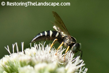 Restoring The Landscape With Native Plants: Native Plant of the Week ...