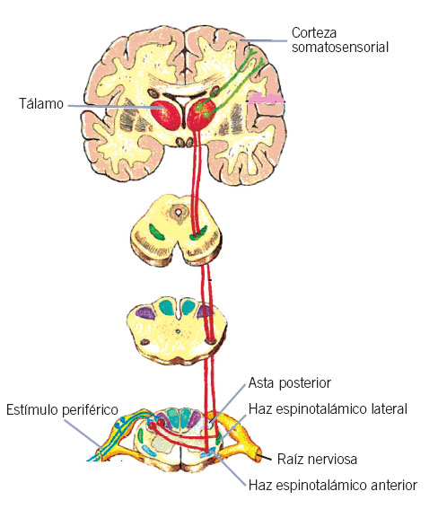 vias ascendentes de la medula espinal