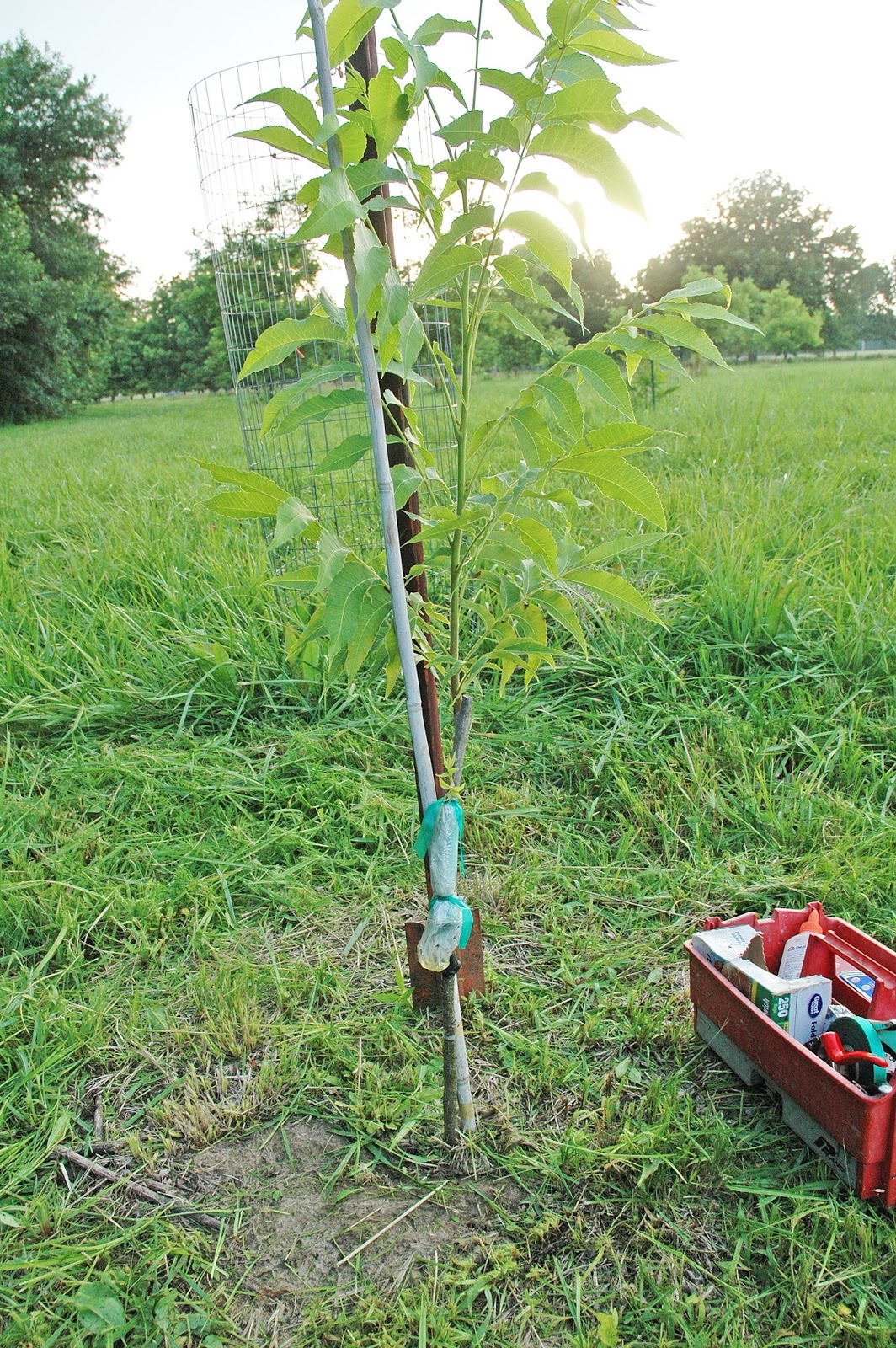Northern Pecans: Unwrapping a 3-flap graft