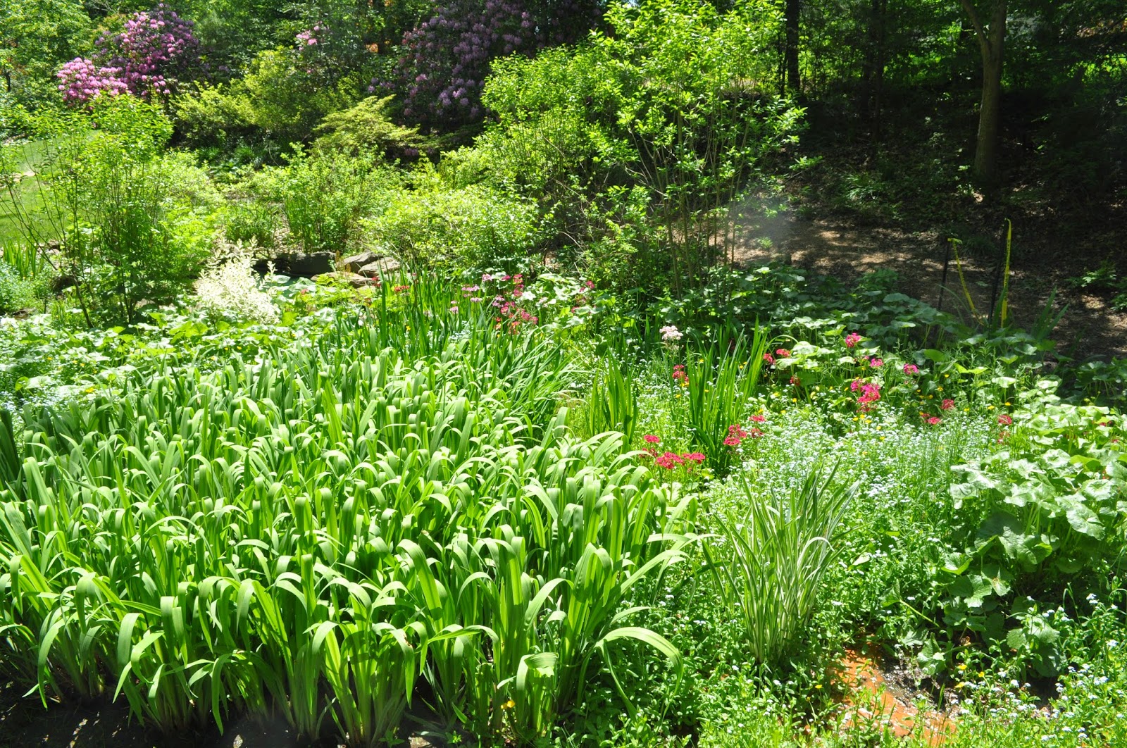 DIY Nature Science: Mission Oaks Gardens: Green Space for All