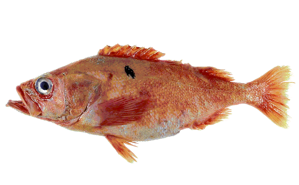 Pacific Ocean Perch - Fishes World - HD Images & Free Photos