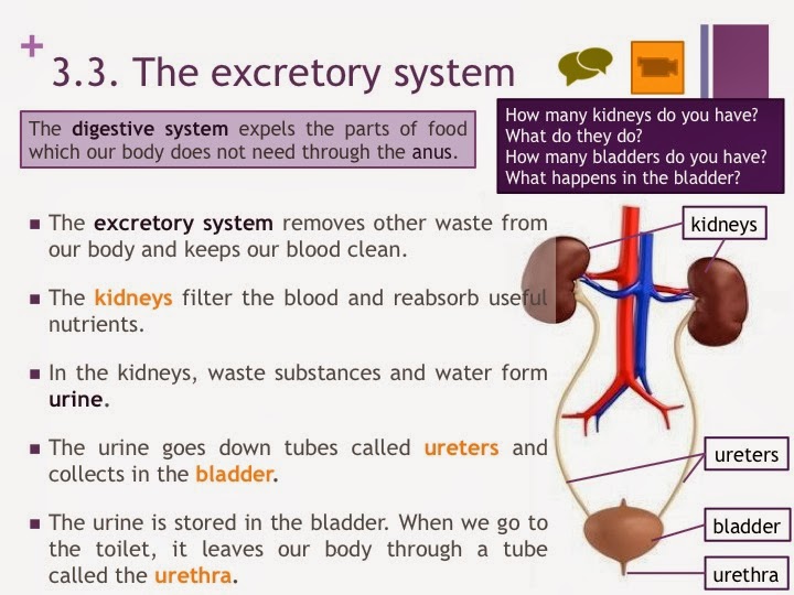 How Do Buffers Work In The Human Body Protein Buffer Systems Work how-do-buffers-work-in-the-human-body-protein-buffer-systems-work