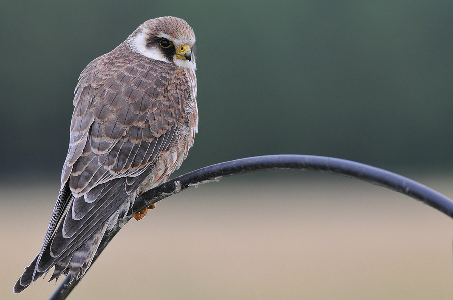 Roef: From the archives: juvenile Red-footed Falcon