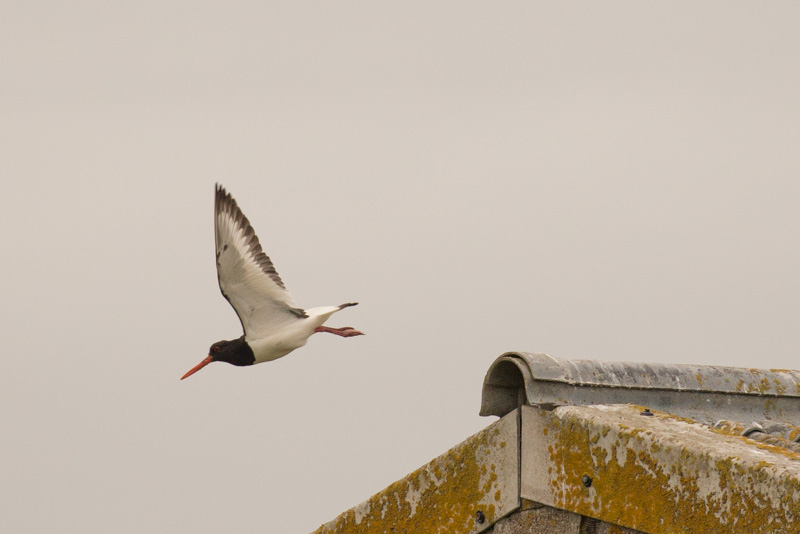 Land of the Big Sky.: Bird watching.