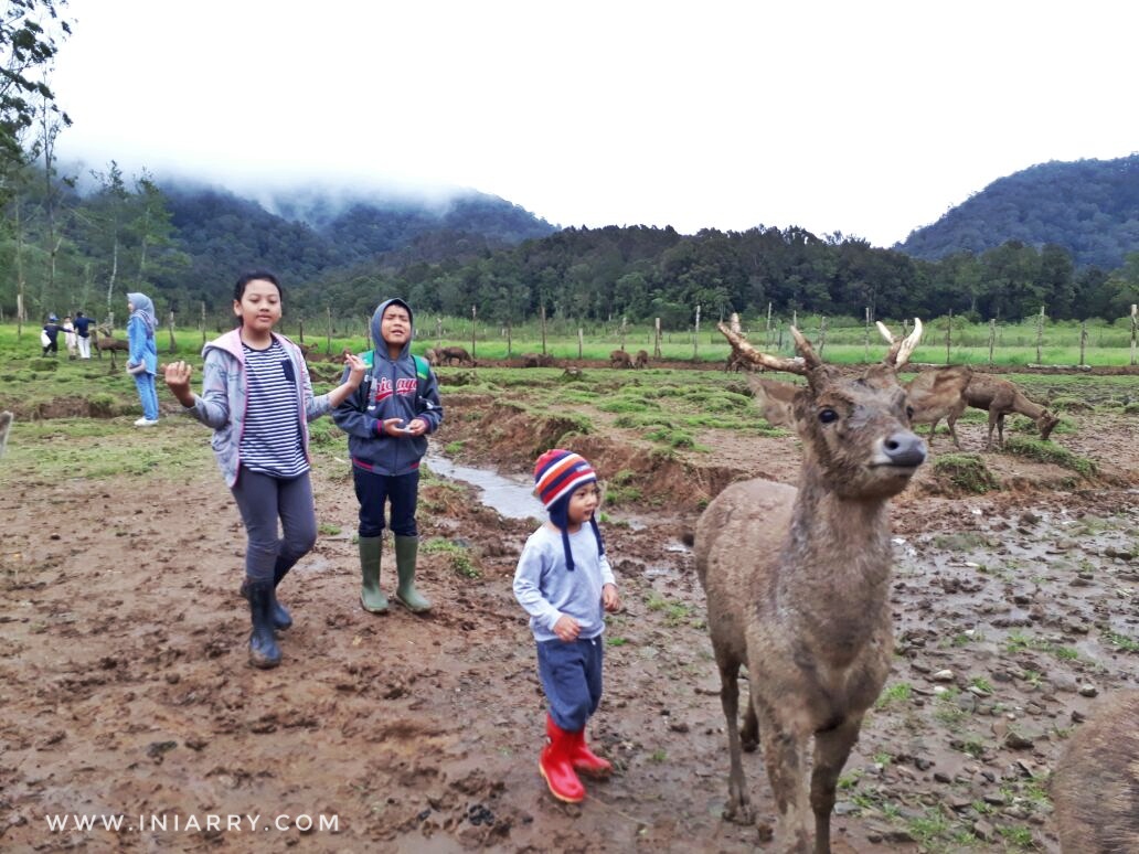 Bermain Dan Memberi Makan Rusa Di Penangkaran Rusa Kampung Cai Ranca ...