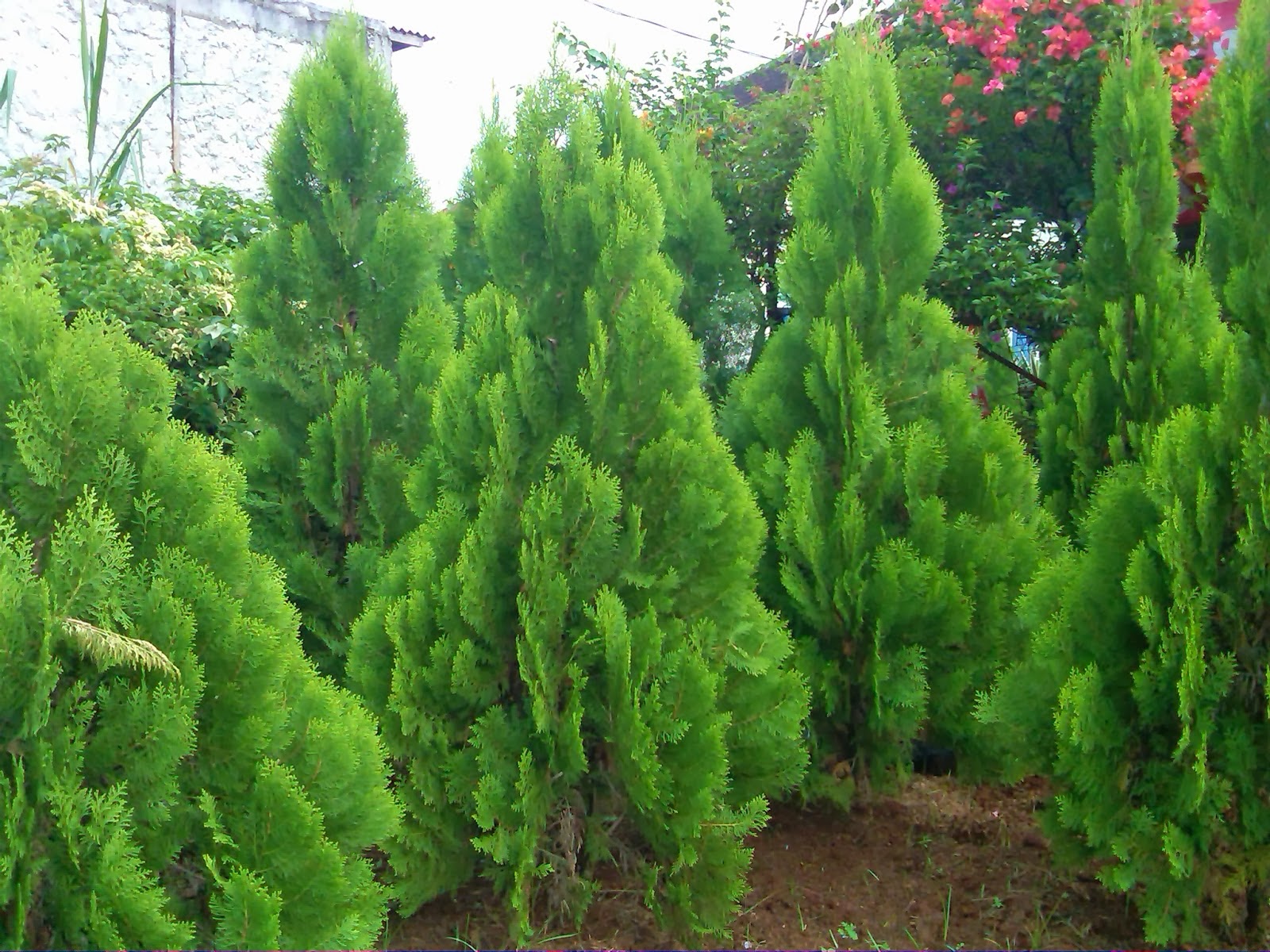 Cemara kipas - cemara natal - cemara daun kipas - tanaman cemara ...