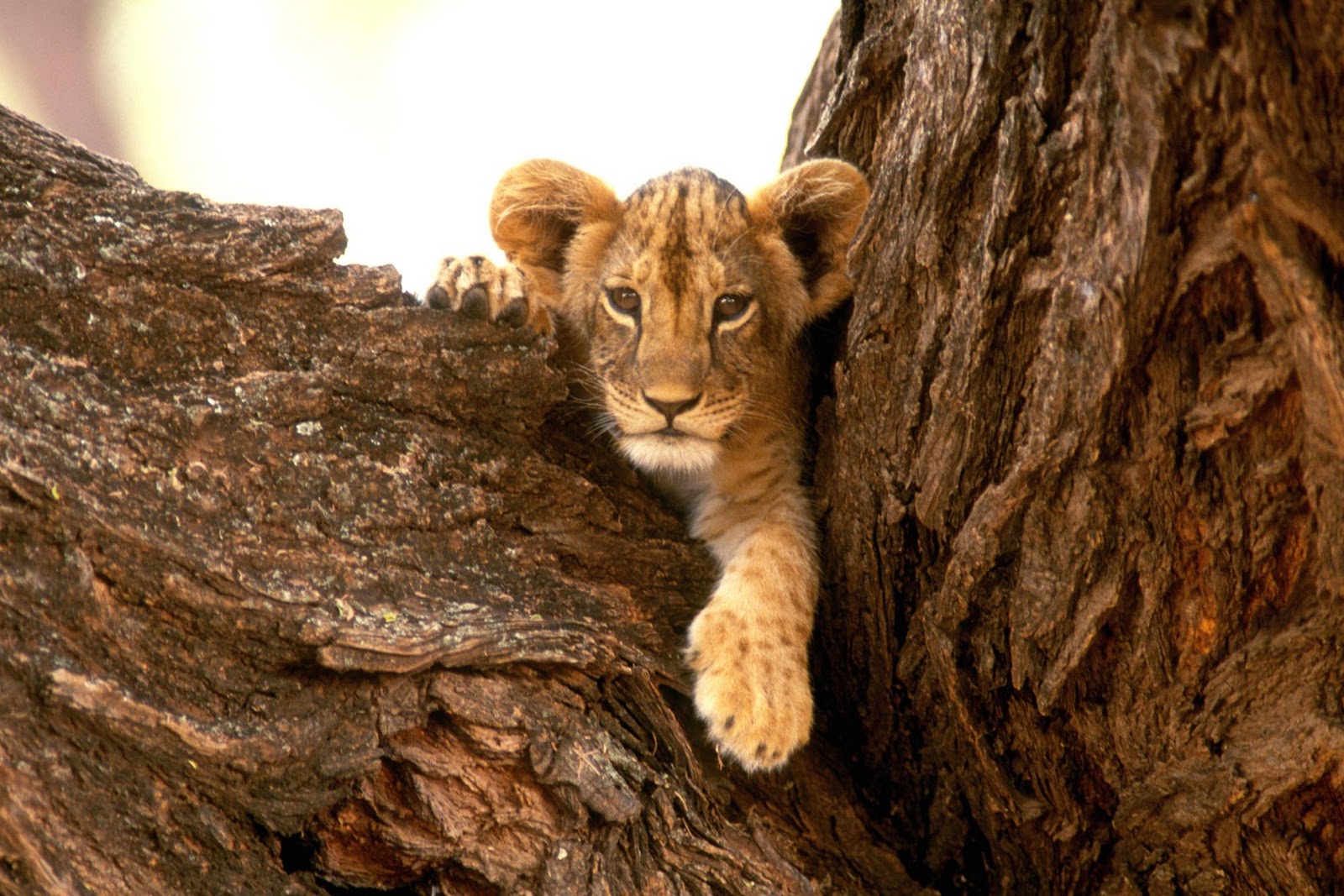 Funny wallpapers|HD wallpapers: lion cub wallpaper
