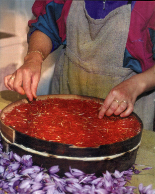 A legón!: EL AZAFRÁN: UNA FORMA DE VIDA