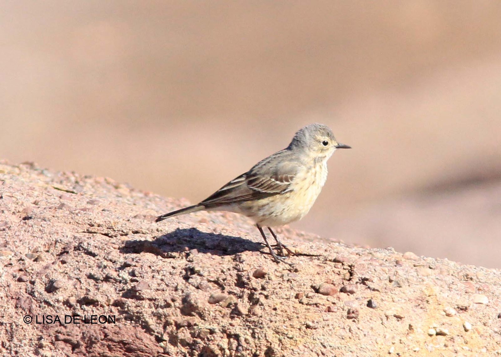 Birding with Lisa de Leon: American Pipit Confusion
