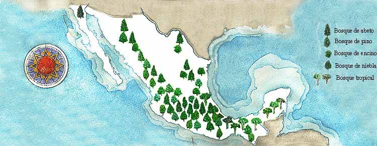 CIENCIA Y VIDA: EL BOSQUE