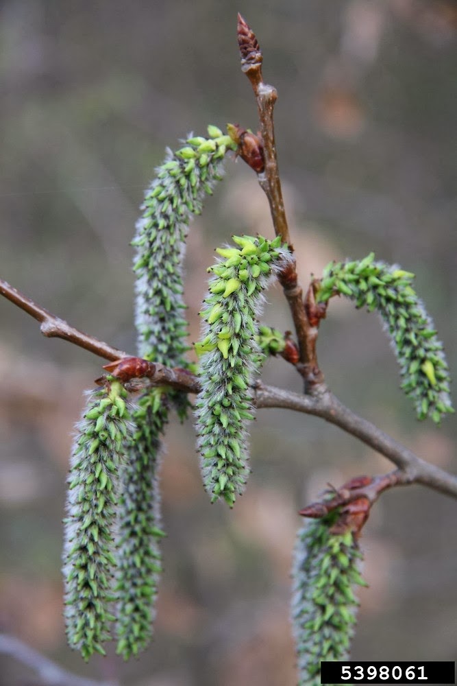 Trees Planet: Populus tremula – Aspen
