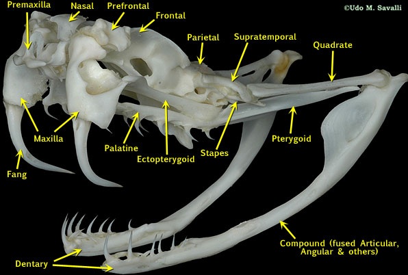 Biology of the Reptilia: Blog Entry 6: Serpentes/Ophidia: Brad and Michele