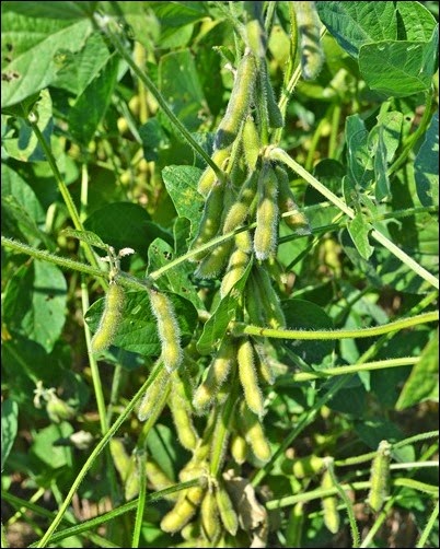 show me the love ----------: RUPA POKOK KACANG SOYA