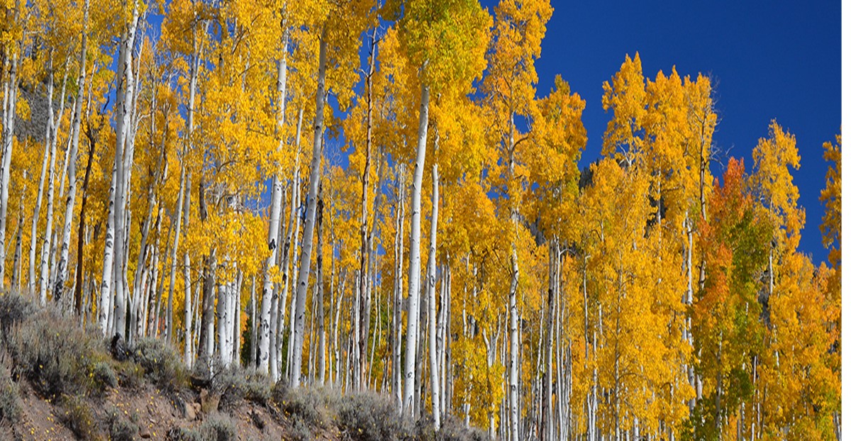 History Of Pando And Things You Should Know About It-----On Fow24new ...