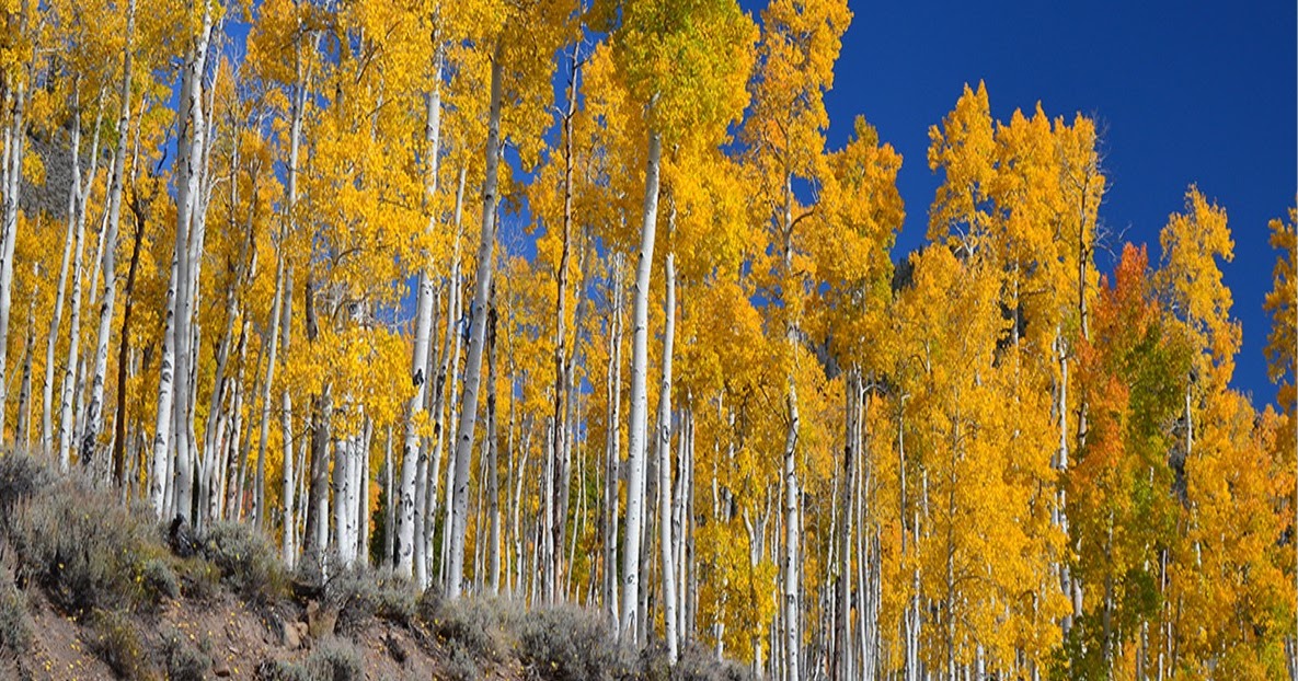 History Of Pando And Things You Should Know About It-----On Fow24new ...