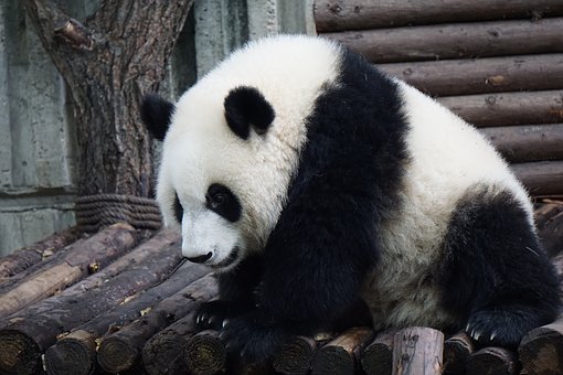 Fakta Unik Panda yang Perlu Anda Ketahui - Hari Ini dan Masa Depan