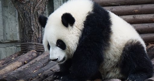 Fakta Unik Panda yang Perlu Anda Ketahui - Hari Ini dan Masa Depan