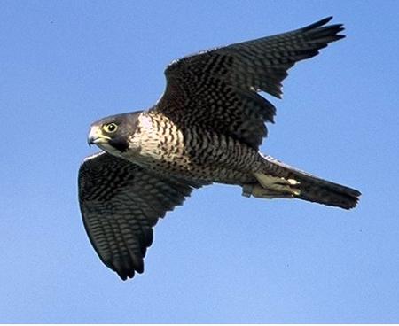 Peregrine falcon facts | Facts About All