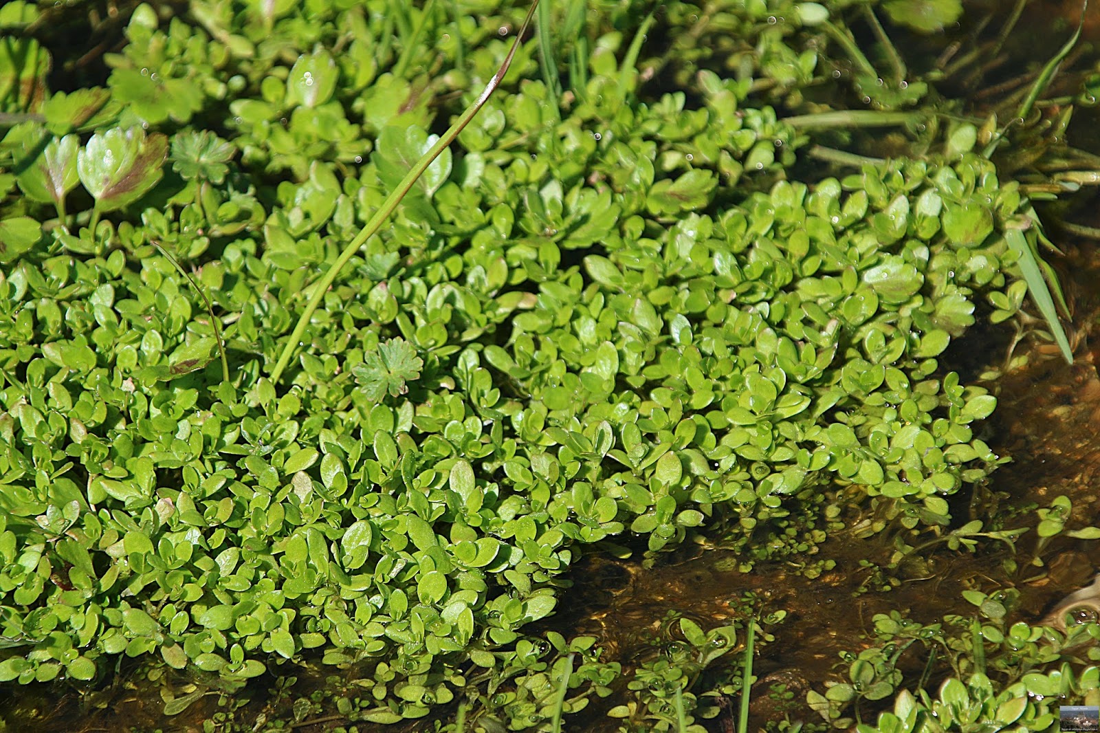 BOGAJO Salamanca: La maruja planta y ensalada típica en esta época en ...