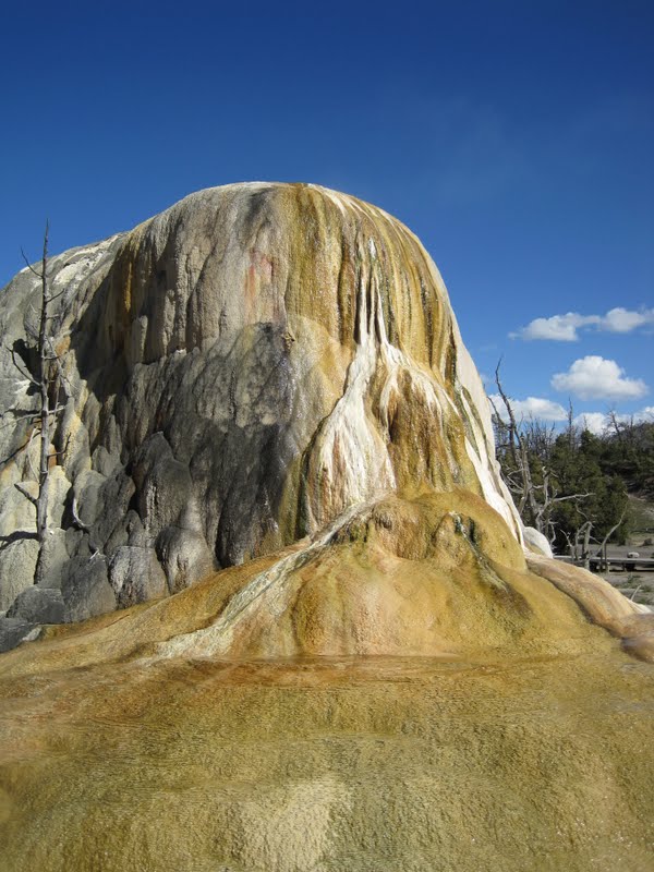 The Scallywagon: YOU SKIN GRIZ', PILGRIM? Yellowstone National Park