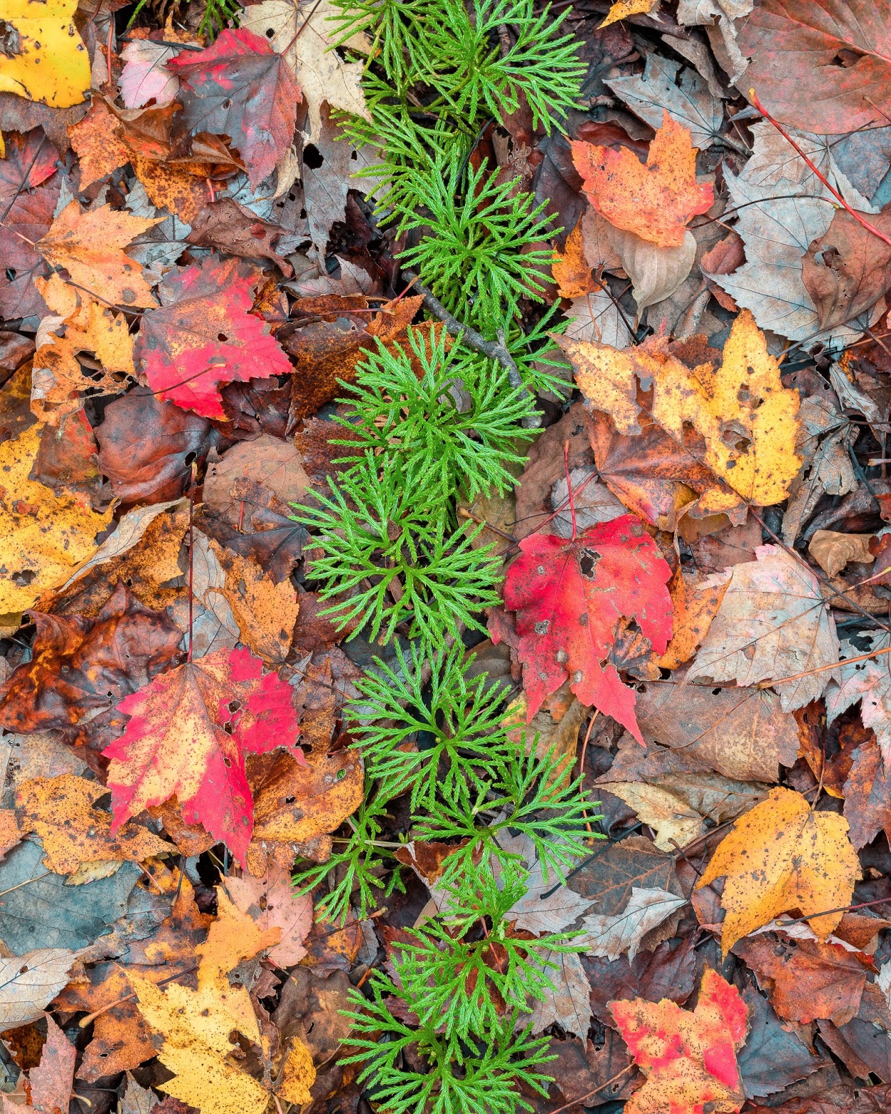 On the Subject of Nature