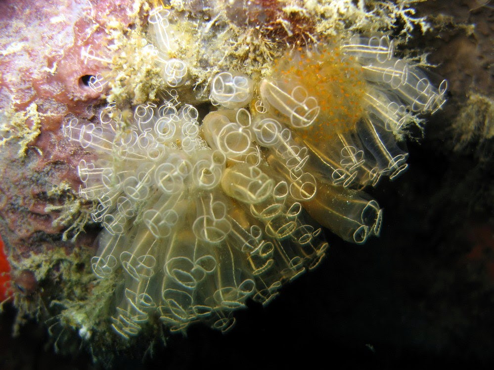 Taxonomía Visu: Phylum Chordata Clases Ascidiacea, Elasmobranchii ...